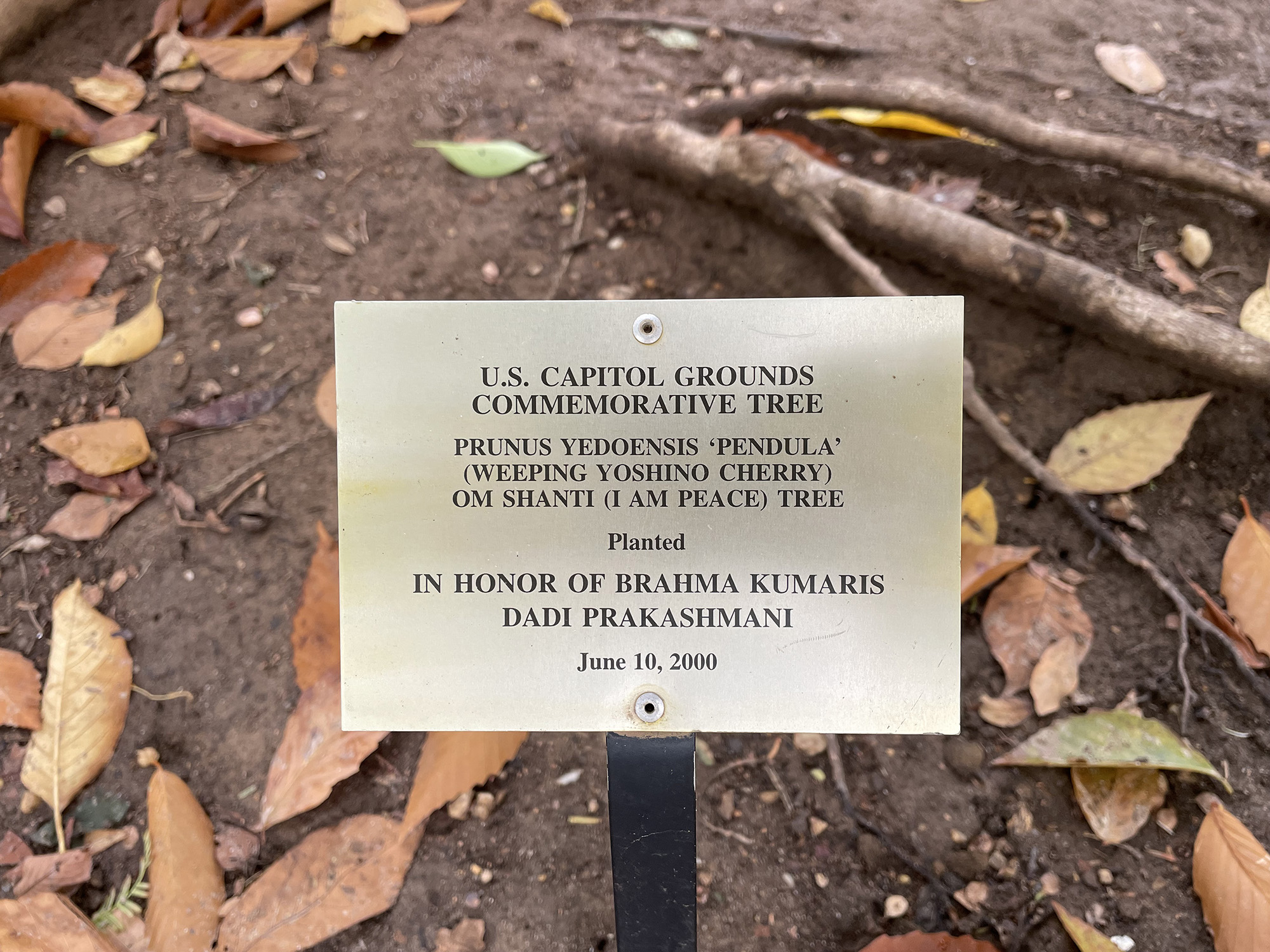 Om Shanti (I Am Peace) Tree | Architect of the Capitol