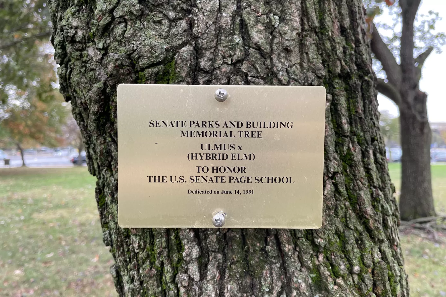 U.S. Senate Page School Tree | Architect of the Capitol