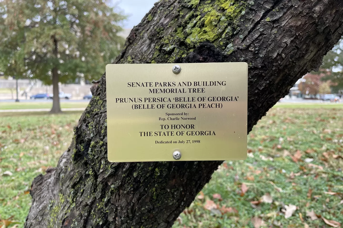 State of Georgia Tree | Architect of the Capitol